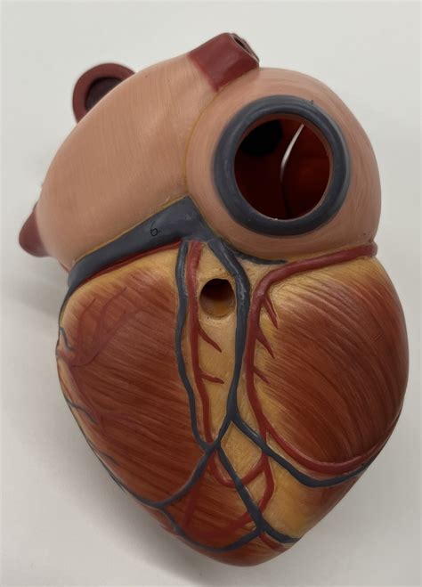Heart Posterior Practical Diagram Quizlet
