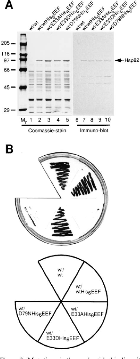 Figure 1 From In Vivo Function Of Hsp90 Is Dependent On Atp Binding And Atp Hydrolysis