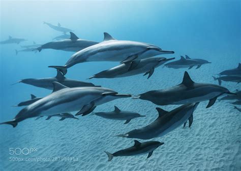 Group Of Dolphins Swimming In The Ocean Dolphins Underwater