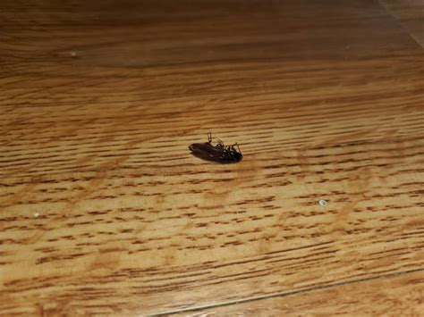 Is This A Cockroach Found It At 3 Am In Ne Oklahoma Rwhatsthisbug