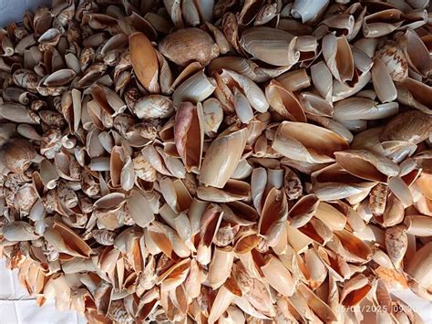 Cymbium Cymbiumandcymbium Marmoratumandcymbium Glans At ₹ 20piece Boat