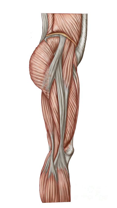 Anatomy Of Human Thigh Muscles 1 Digital Art By Stocktrek Images