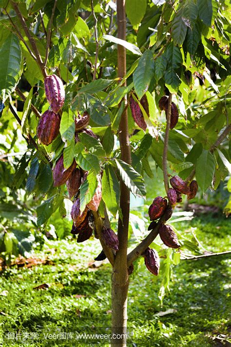 大花可可树360图片