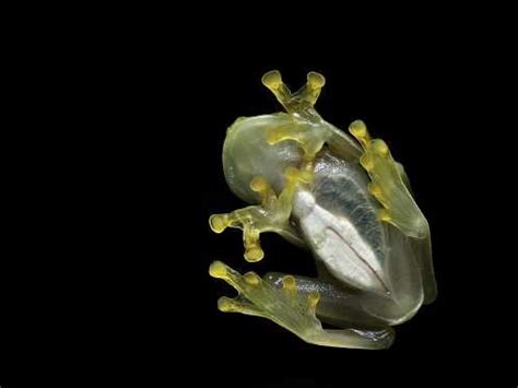 Glass Frog The Translucent Skin Of The Glass Frog Offers A Clear View