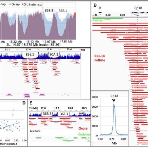 Structure And Significance Of Polyploid Cell Somatic Dna Instability