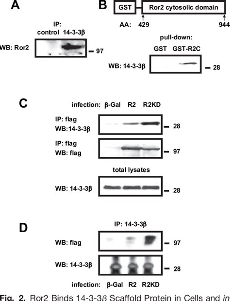 Figure 1 From Homodimerization Of Ror2 Tyrosine Kinase Receptor Induces