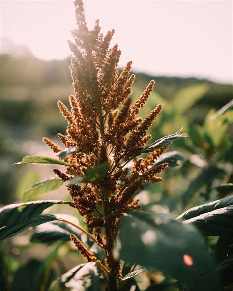 Flutterby Flower Farm Baxter Springs Ks