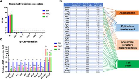 Key Candidate Genes Mediating Androgen Deprivation Caused Degeneration