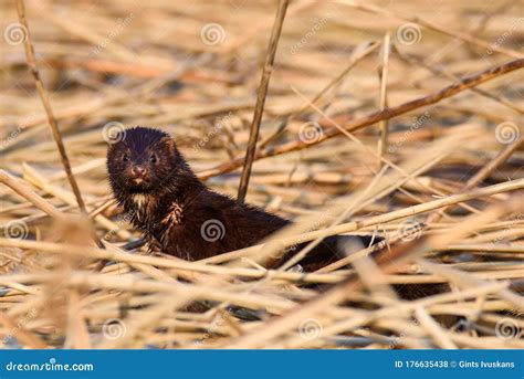 American Mink Neovison Vison Near Lake Coast Editorial Stock Photo Image Of Dzalaquo