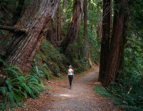 15 Amazing Redwood Hikes Near Santa Cruz California Wanderland