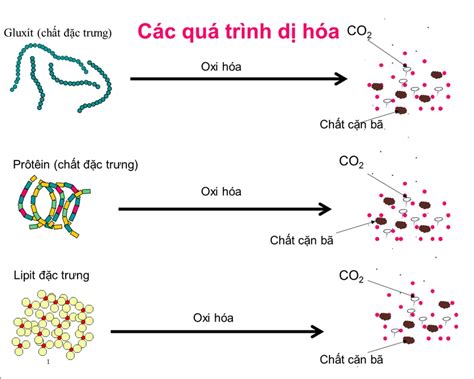 Đồng Dư Là Gì Tìm Hiểu Khái Niệm Và Ứng Dụng Của Đồng Dư Trong Toán Học