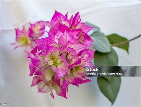 Bougainvillea Yellow Leaves