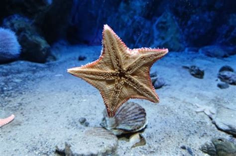Hewan Ini Bisa Hidup Tanpa Organ Otak Salah Satunya Bintang Laut Bobo