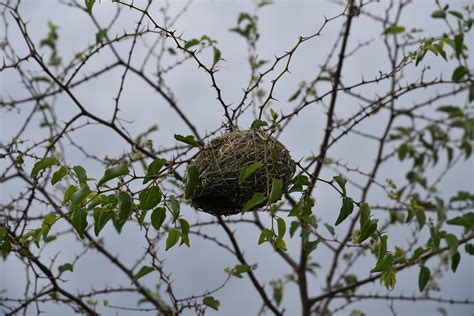 Tree Bird Nest Free Photo On Pixabay Pixabay