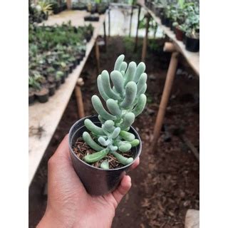Jual Sukulen Sedum Allantoides Tanaman Hias Murah Shopee Indonesia