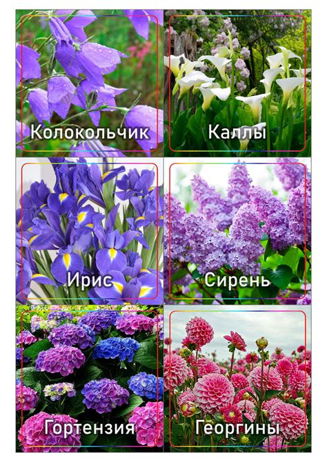 Карточки цветов с названиями: скачать и распечатать — 3mu.ru