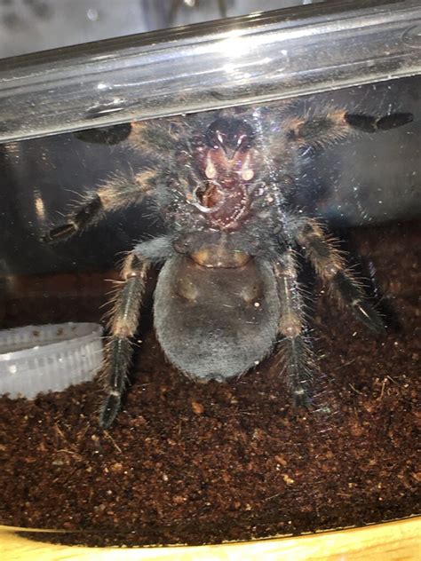 B Hamorii Arachnoboards