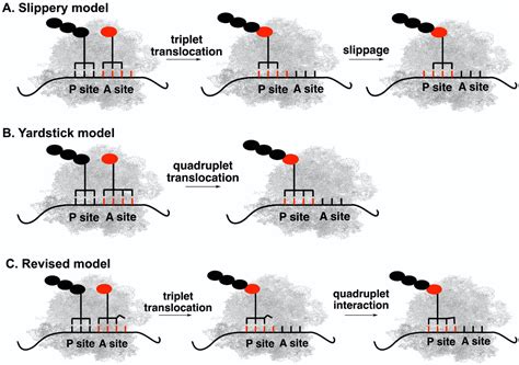 Genetic Code Expansion Through Quadruplet Codon Decoding Pmc
