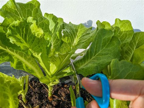 Eubacteria 19 Fun Facts About These Fascinating Microorganisms