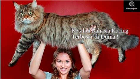 Ketahui Rahasia Kucing Terbesar di Dunia dan Temukan Pasangan Hewan Peliharaan Impianmu!