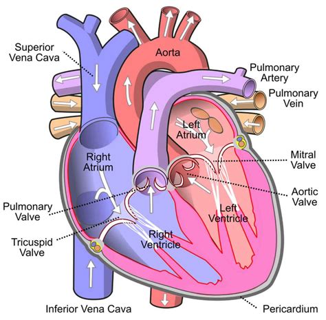 Superior Vena Cava Anatomy Function And Superior Vena Cava Syndrome