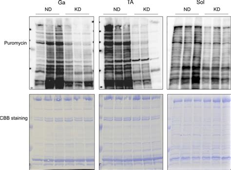 Measurement Of Protein Synthesis By Sunset Method Mice Were Fed With