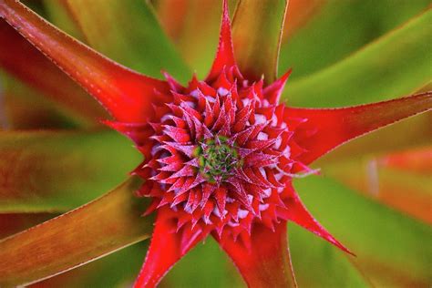 Pineapple Plant From Above Photograph By Christopher Mercer Pixels