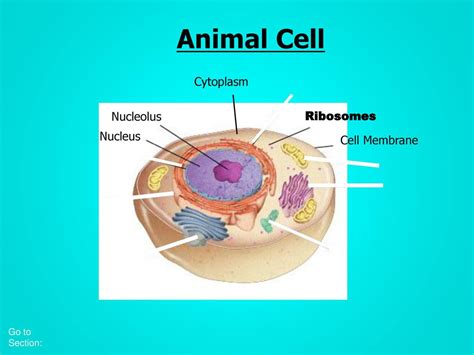 Animal Cell Cytoplasm