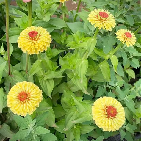 Rézvirág › Zinnia Elegans › Queeny Lemon Peach Virágmag