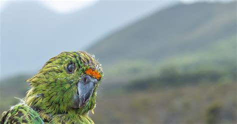 The Nature Of Sound And The Elusive Ground Parrot Kuno