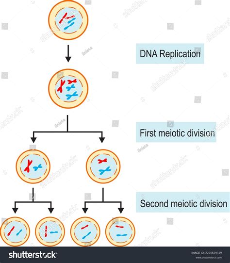 Meiosis Model Over 377 Royalty Free Licensable Stock Illustrations