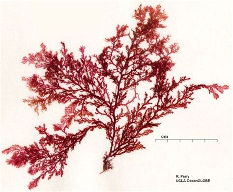 Red Algae Characters And Types With Diagram
