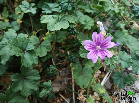 Mallow Cultivation And Properties Global Gardening Secrets