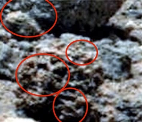 Sol 744 Four Multi Tentacled Spiders Approximately 3 Mm In Size