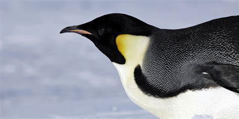 Creating Processes With Fork And Exec In Linux Softprayog