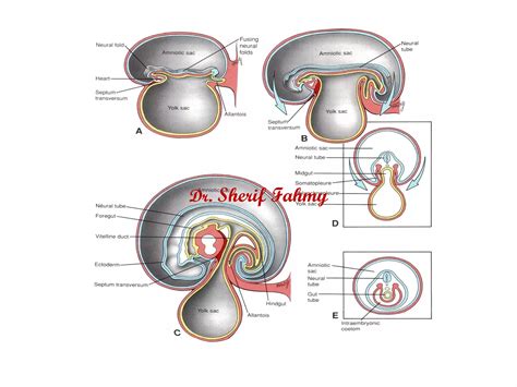 Umbilical Cord General Embryology Pps Pregnancy Reproductive Health