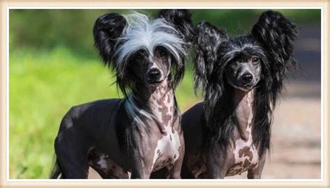 Perros Sin Pelo Las 10 Razas De Perros Sin Pelo Que Existen ¡con Fotos