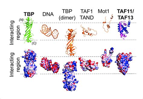 Tata Box Binding Protein