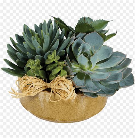 Artificial Star Succulent Desk Top Plant In Pot Succulent In Pot Png