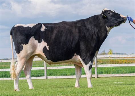 Captain Stgenetics Holland Belgium B V