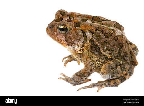 Bufo Toad Florida Cut Out Stock Images And Pictures Alamy