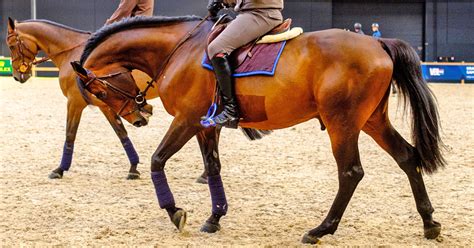 De Rollkur Is Een Genormaliseerde Vorm Van Paardenmishandeling Dierandrecht