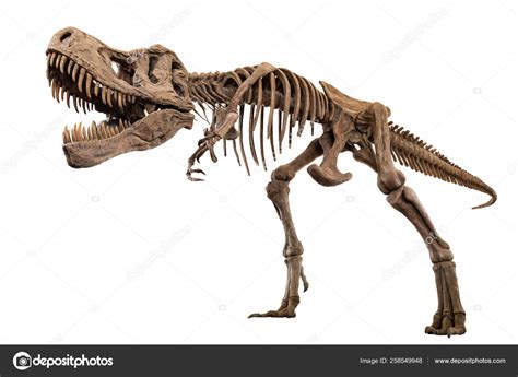 Esqueleto De Silueta De T Rex