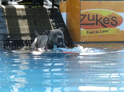 Dock Diving Practice At Paws For A Wish Knight Sabre The Thunderfoot Apbt Amstaff Mix Reverse