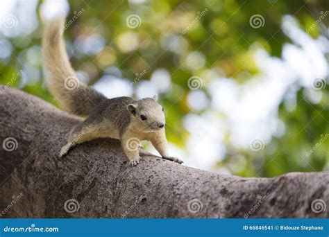 Variable Squirrel Stock Image Image Of Finlayson Young 66846541
