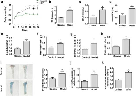 Effect Of Hyperlipidemia On Vascular Reendothelialization In The Mouse