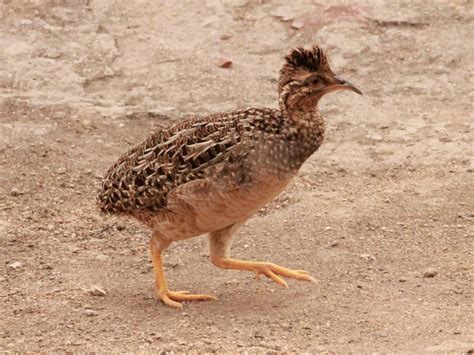Genus Nothoprocta