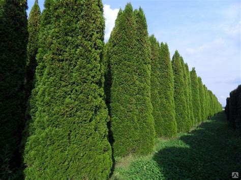 Туя западная Смарагд (Thuja occidentalis Smaragd) купить в спб лисий ...