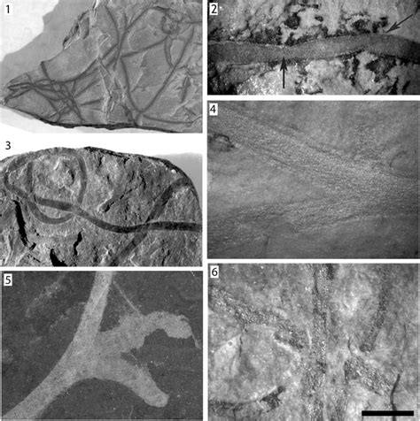 Tubular Compression Fossils From The Ediacaran Nama Group Namibia