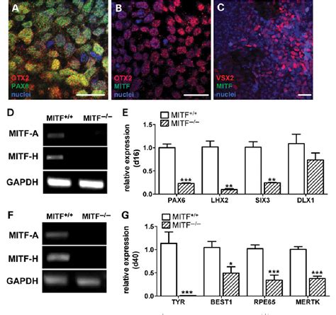 figure 1 from loss of mitf expression during human embryonic stem cell
